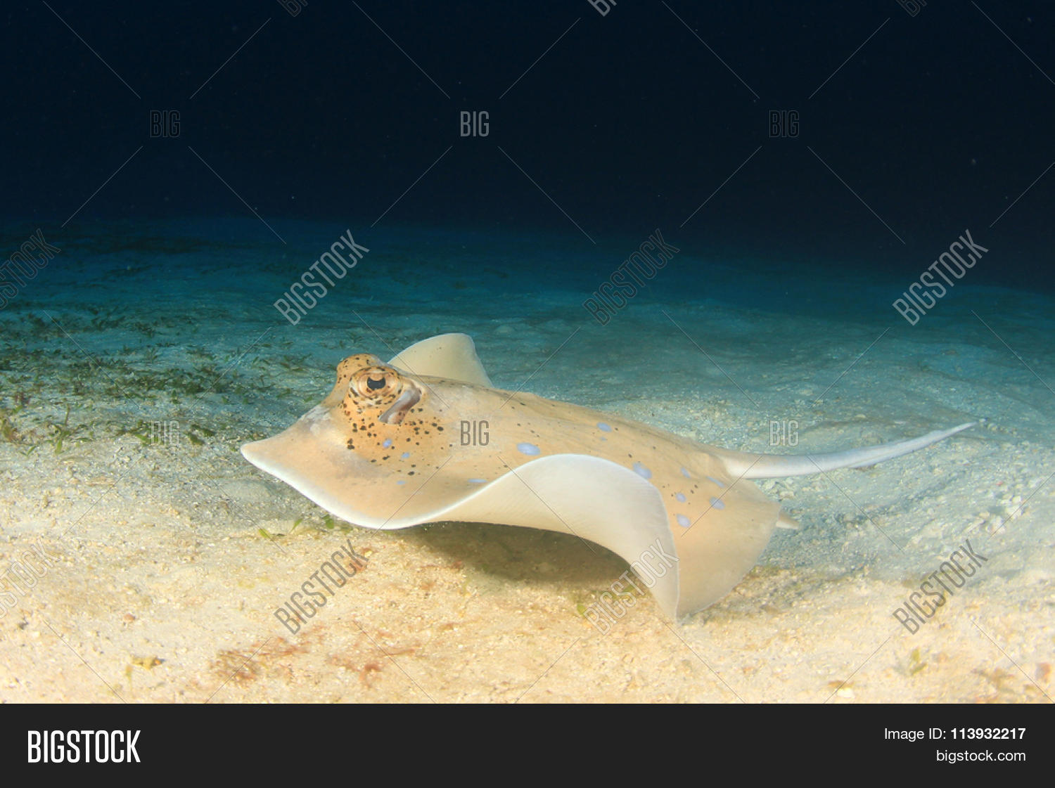 Bluespotted Stingray Image & Photo (Free Trial) | Bigstock