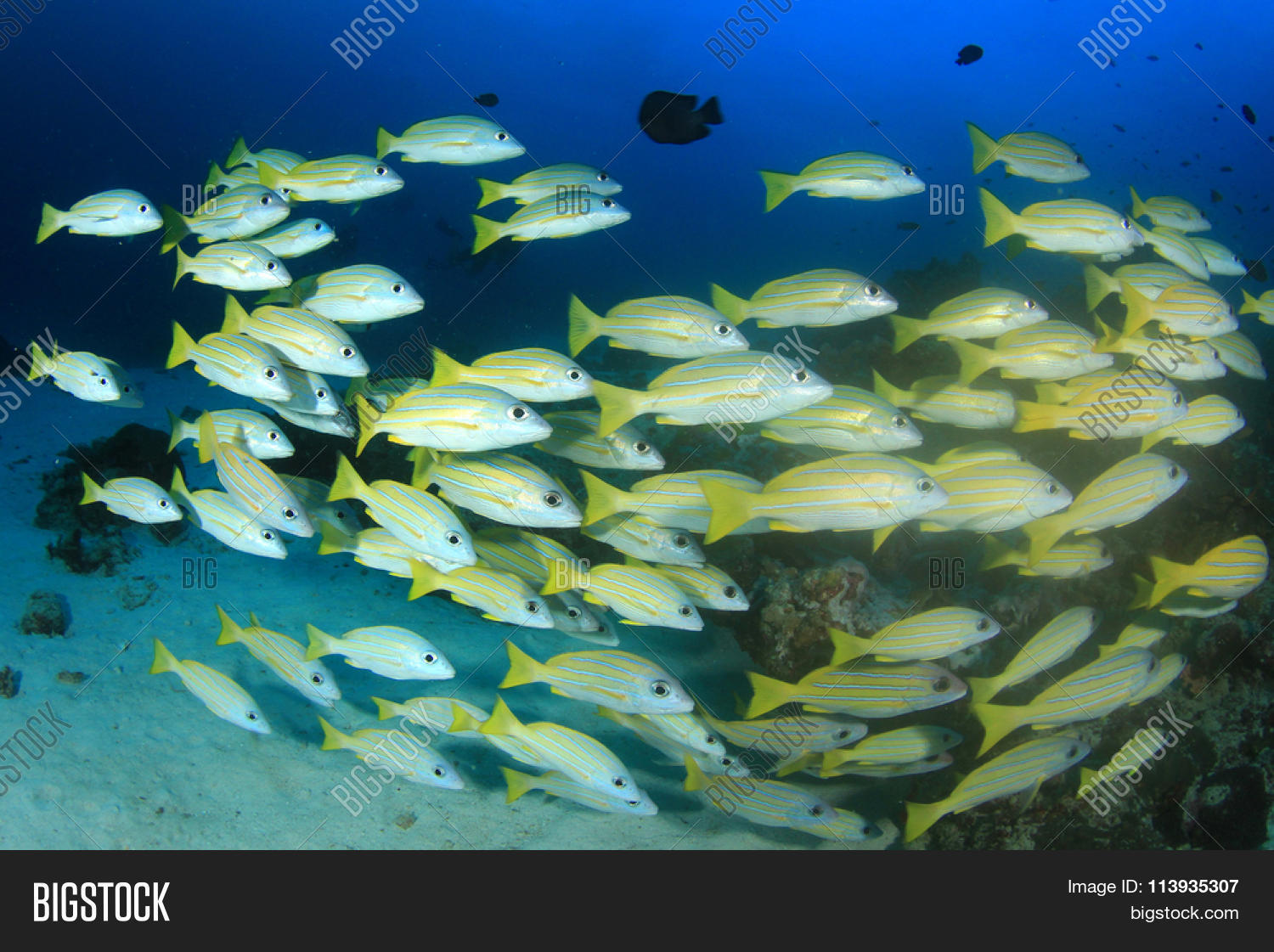 Underwater Fish School Image & Photo (Free Trial) | Bigstock