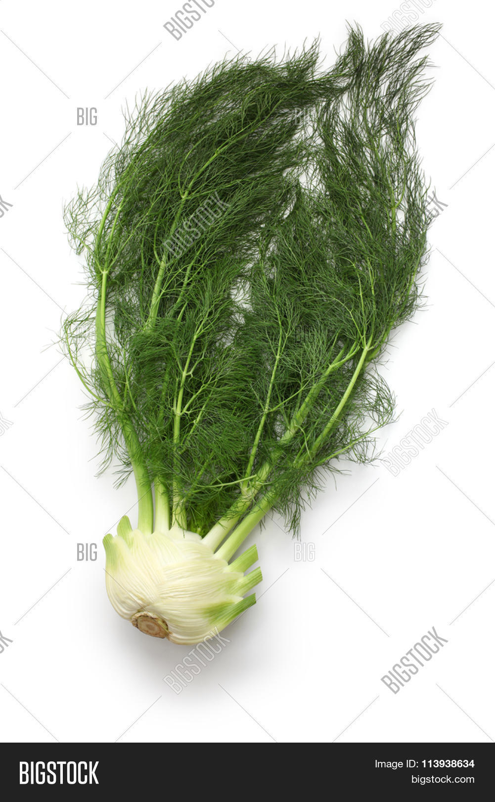 Fresh Finocchio, Image & Photo (Free Trial) | Bigstock