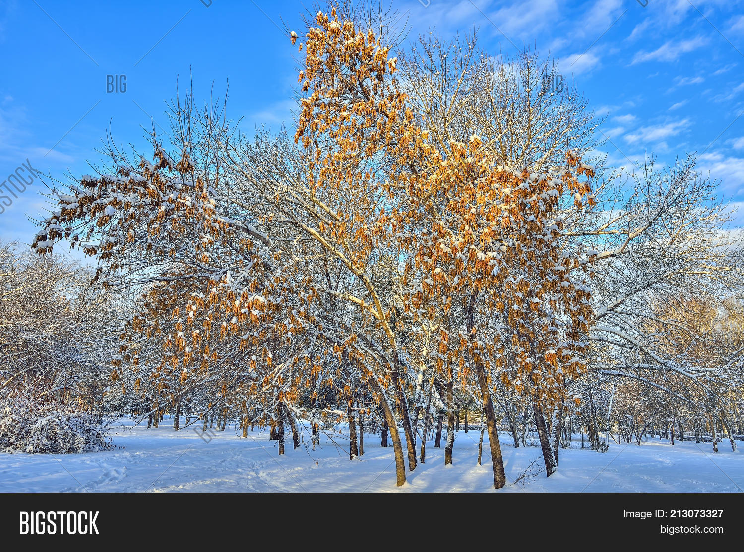Snow Covered Maple Image & Photo (Free Trial) | Bigstock