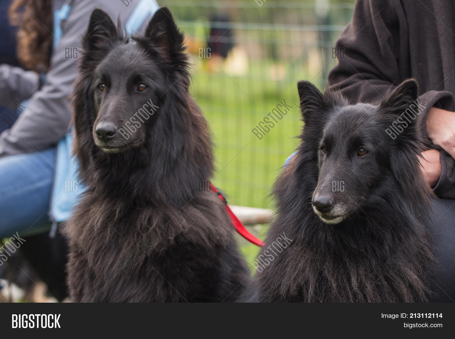 Belgian Groenendael