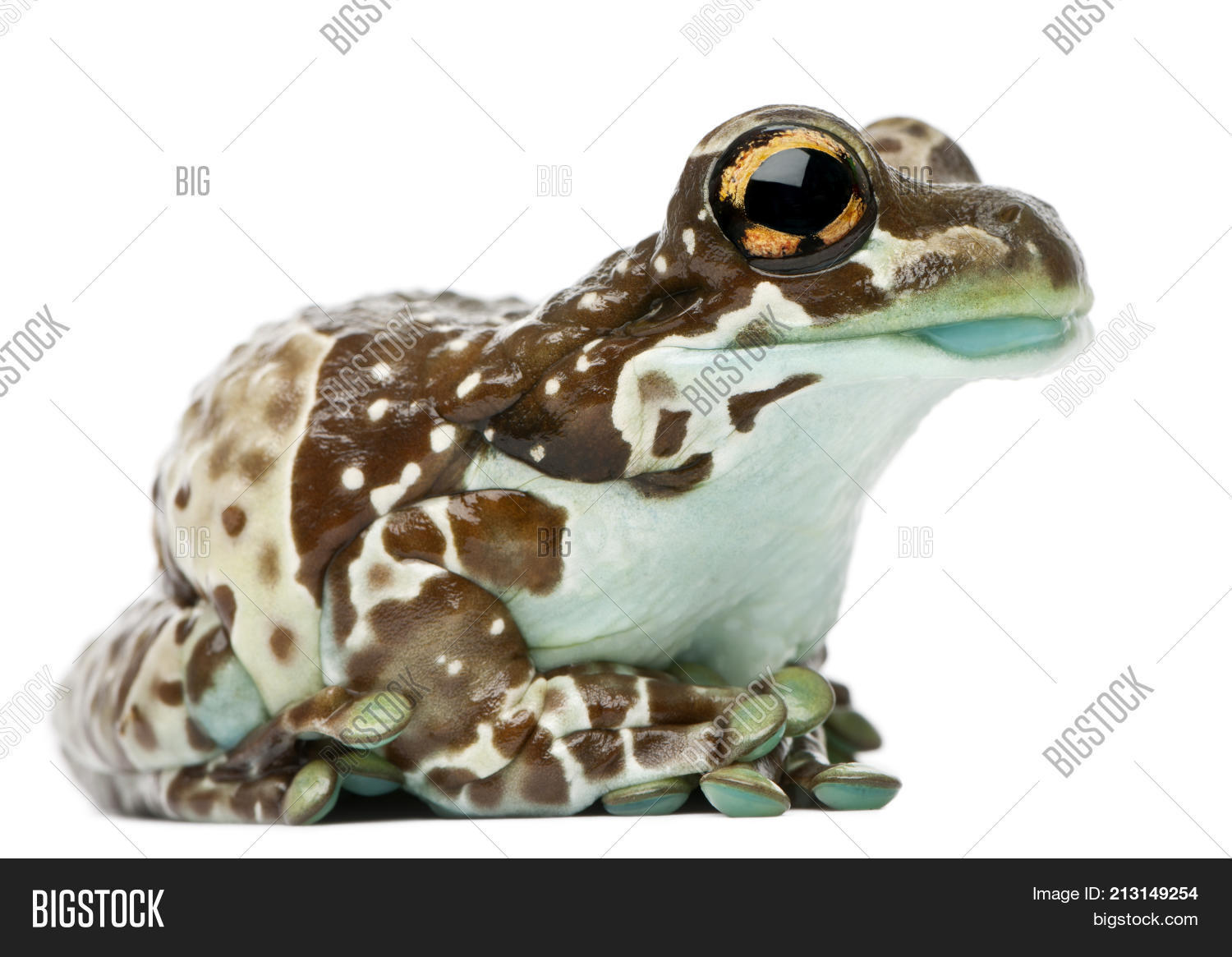 Amazon Milk Frog, Image & Photo (Free Trial) | Bigstock
