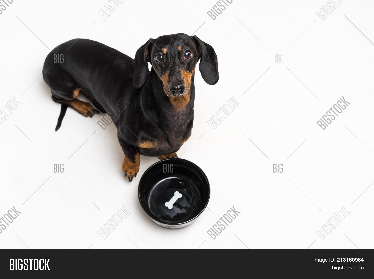 Top View On Hungry Dog Image & Photo (Free Trial) | Bigstock