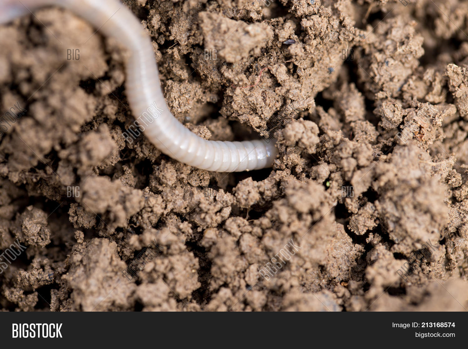 Earthworms On Soil. Image & Photo (Free Trial) | Bigstock