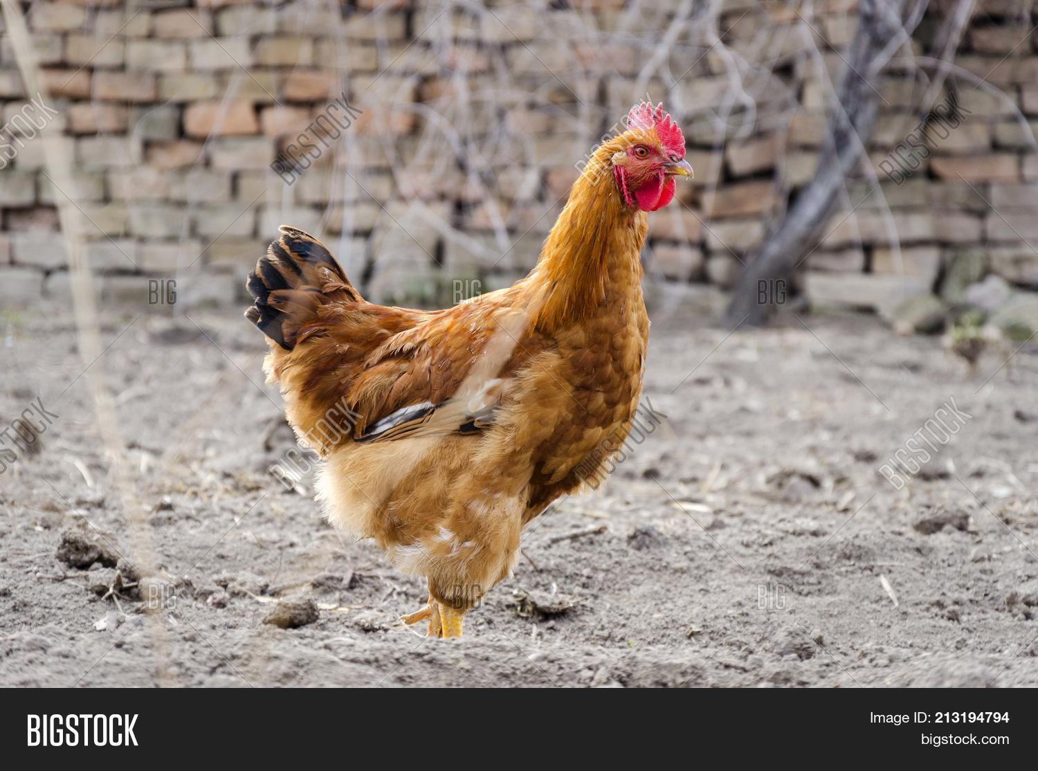 Livestock Poultry On Image & Photo (Free Trial) | Bigstock