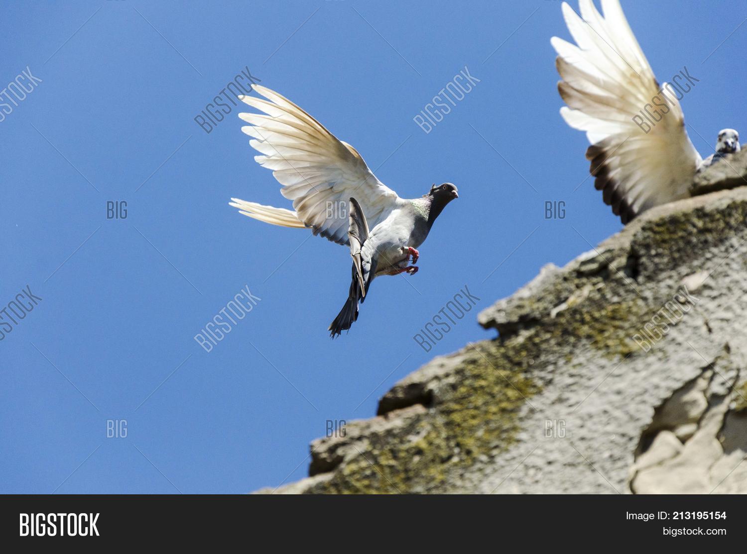 Flying Bird Landing Images