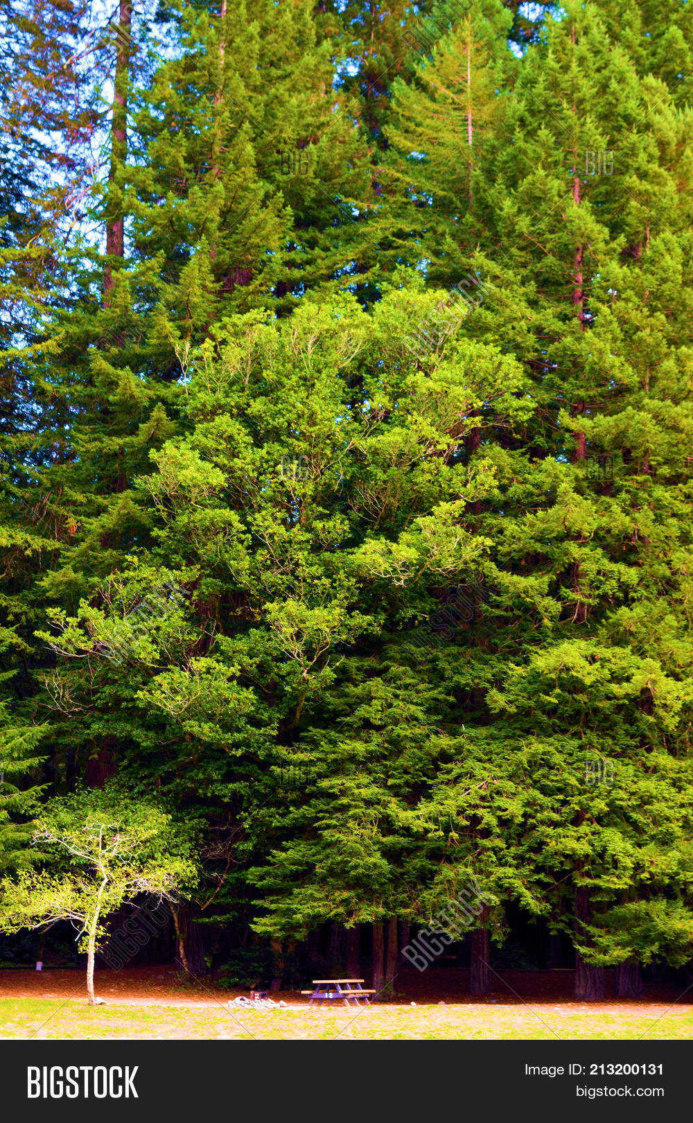 Coastal Redwood Trees Image & Photo (Free Trial) | Bigstock