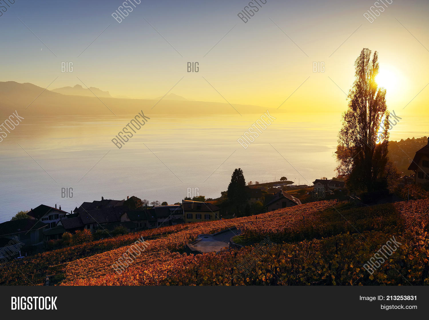 Vineyard Terraces Image & Photo (Free Trial) | Bigstock