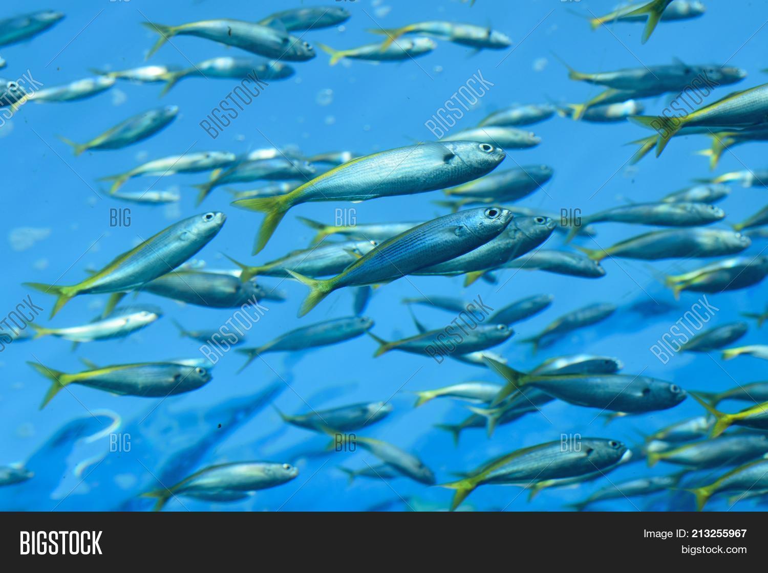 Nature Background Fish Image & Photo (Free Trial) | Bigstock