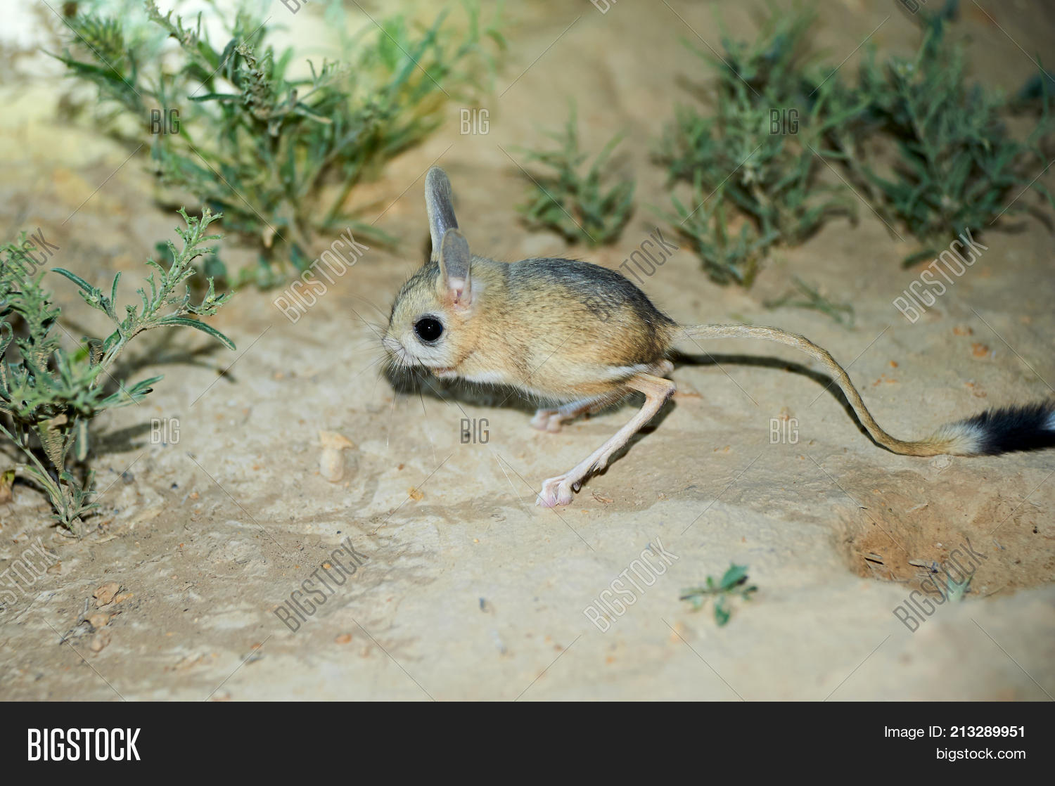 Jerboa / Jaculus. Image & Photo (Free Trial) | Bigstock