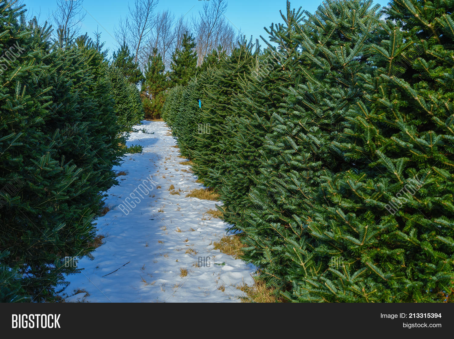 Christmas Tree Farm Image & Photo (Free Trial) | Bigstock