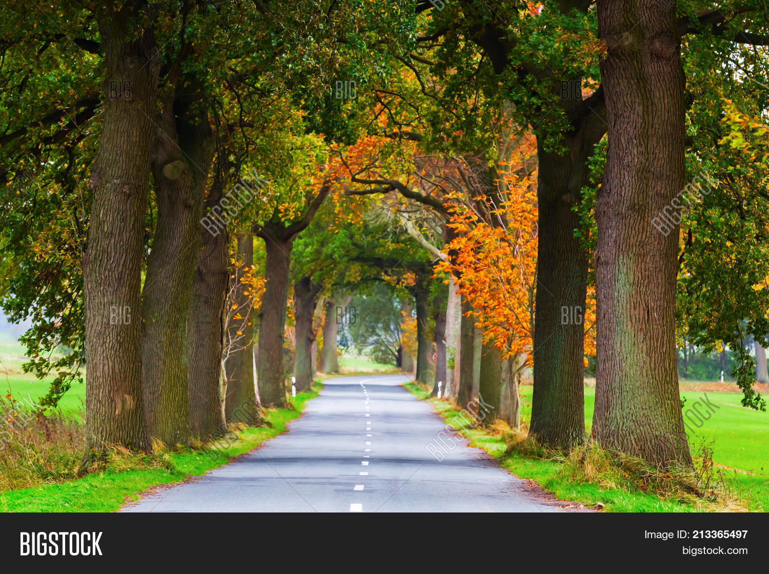 Tree Avenue Lieper Image & Photo (Free Trial) | Bigstock
