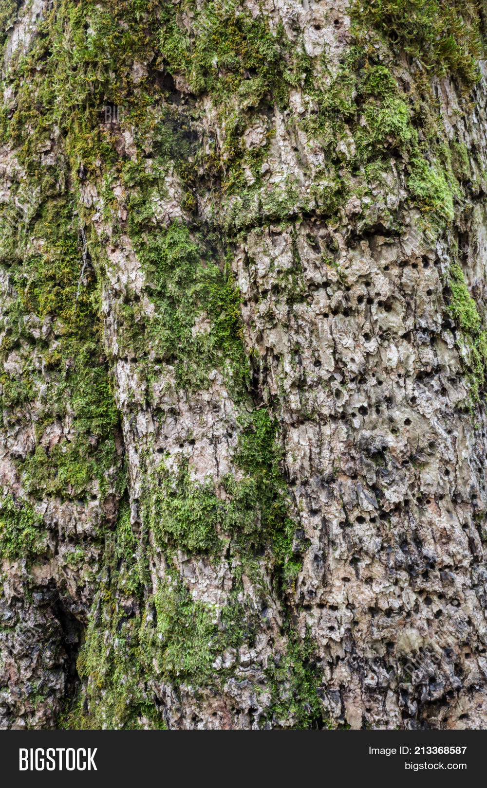 Tree Bark Boring Image & Photo (Free Trial) | Bigstock