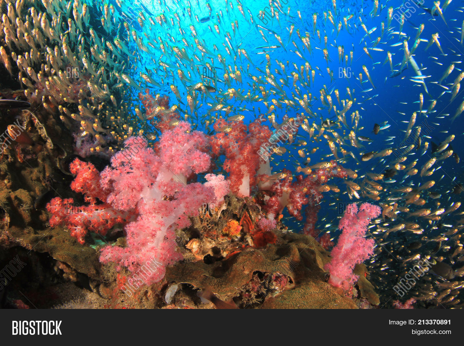 Underwater Coral Reef Image & Photo (Free Trial) | Bigstock