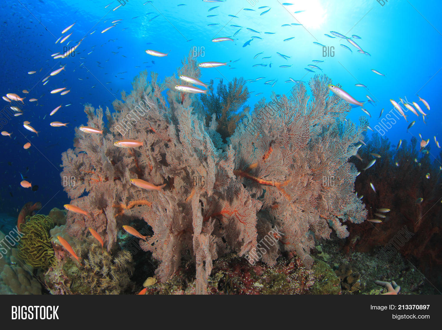 Underwater Coral Reef Image & Photo (Free Trial) | Bigstock