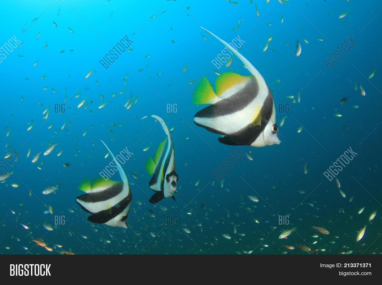 Schooling Bannerfish Image & Photo (Free Trial) | Bigstock