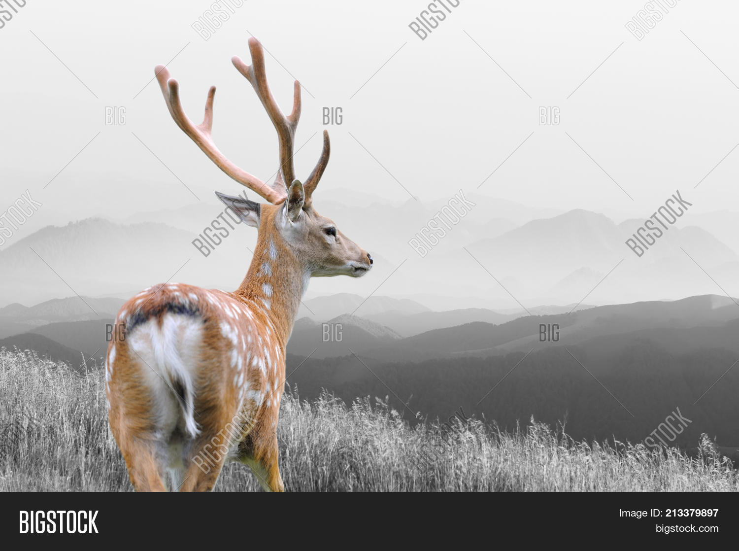 Black White Image & Photo (Free Trial) | Bigstock