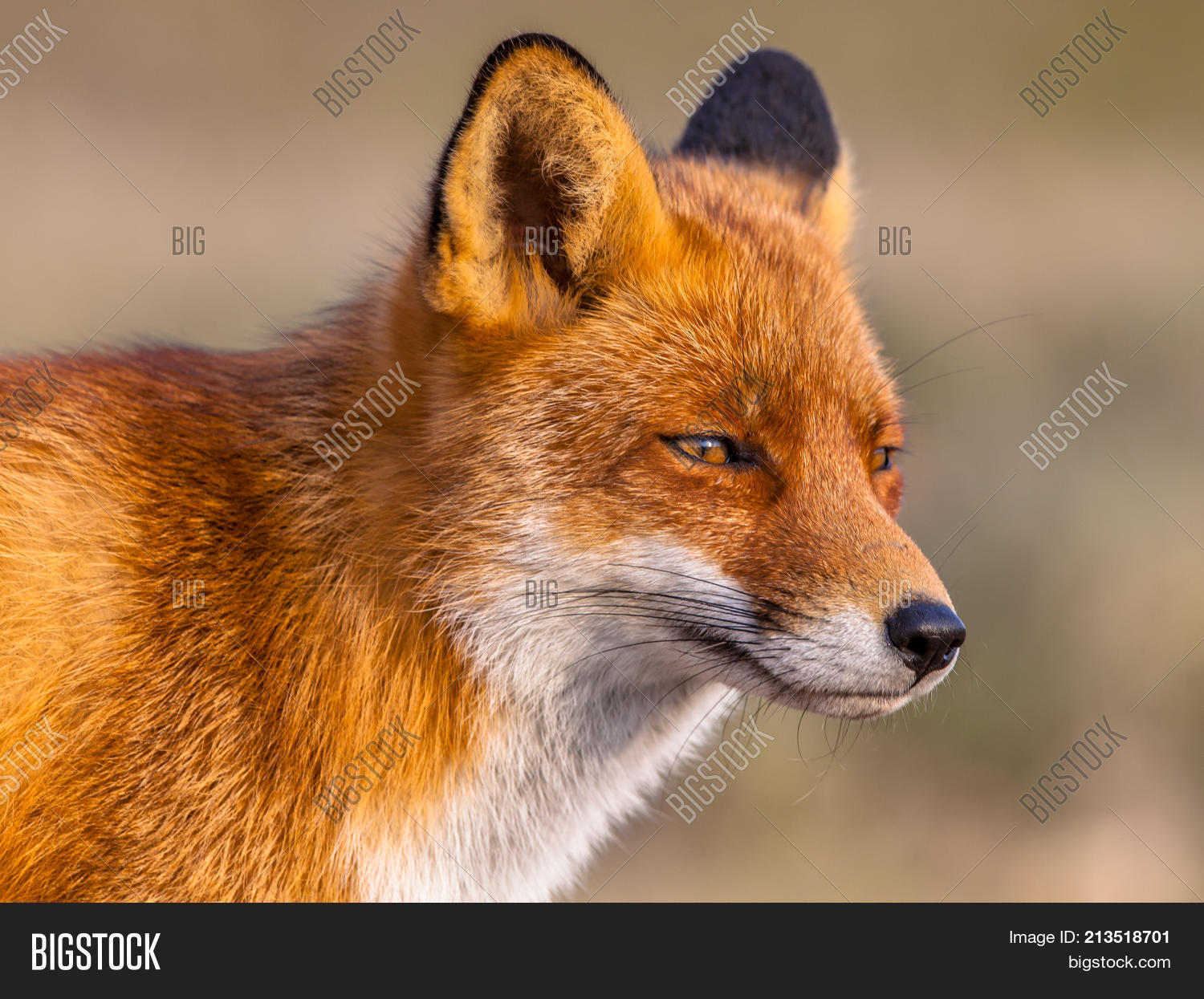 Head Shot Red Fox Image & Photo (Free Trial) | Bigstock