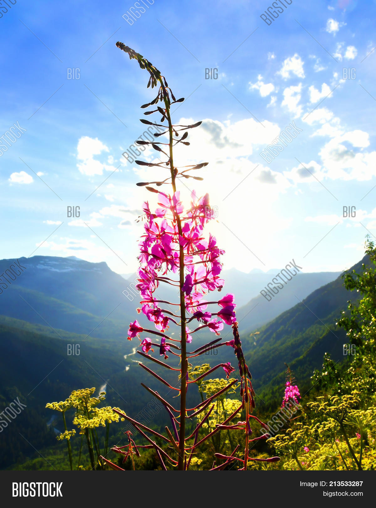 Fireweed Flower Set Image & Photo (Free Trial) | Bigstock