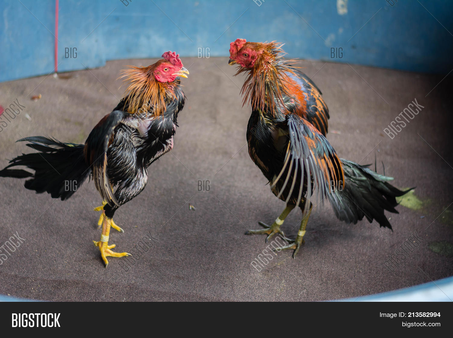 Gamecocks Fighting Image & Photo (Free Trial) | Bigstock