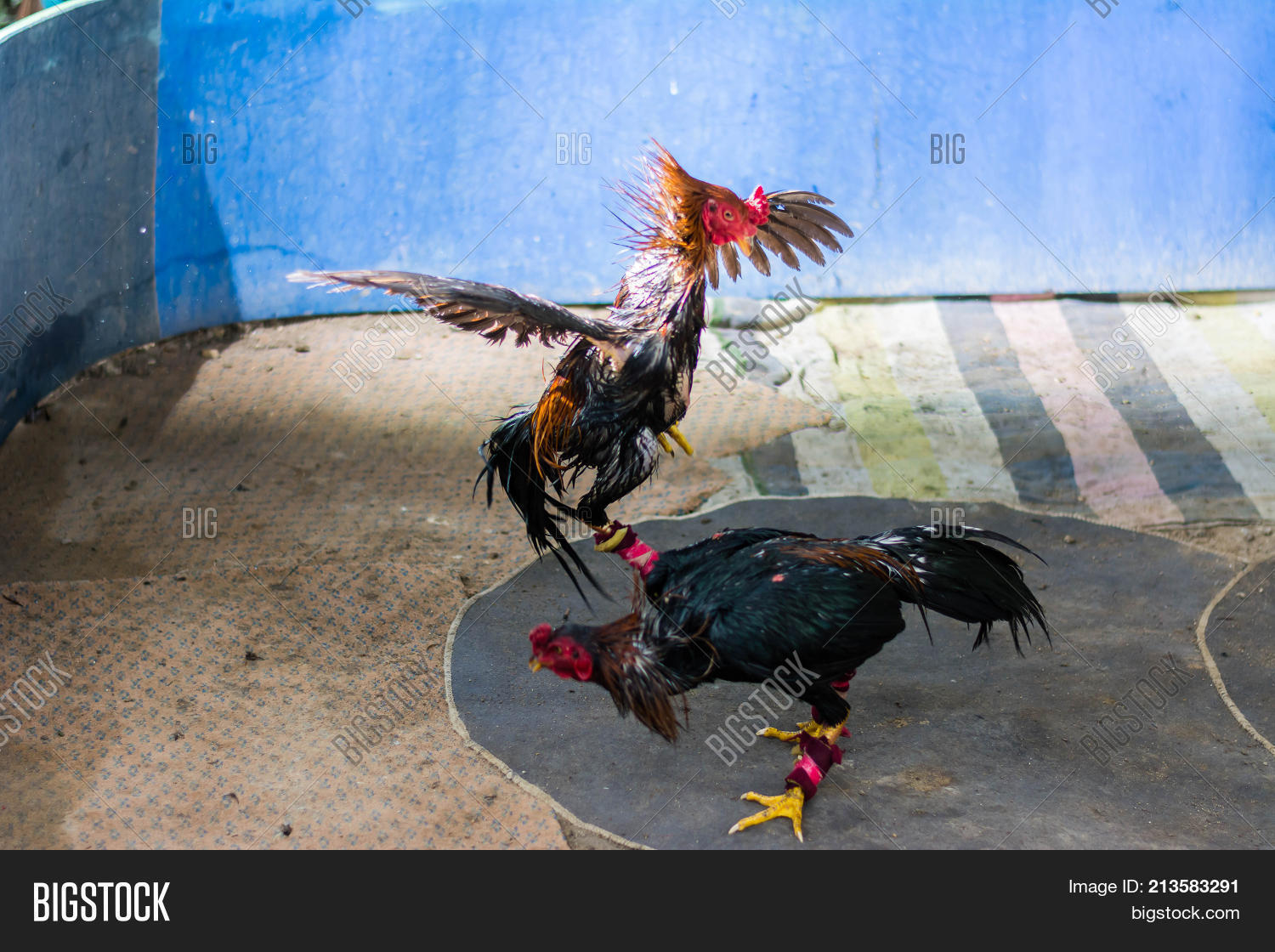 Gamecocks Fighting Image & Photo (Free Trial) | Bigstock