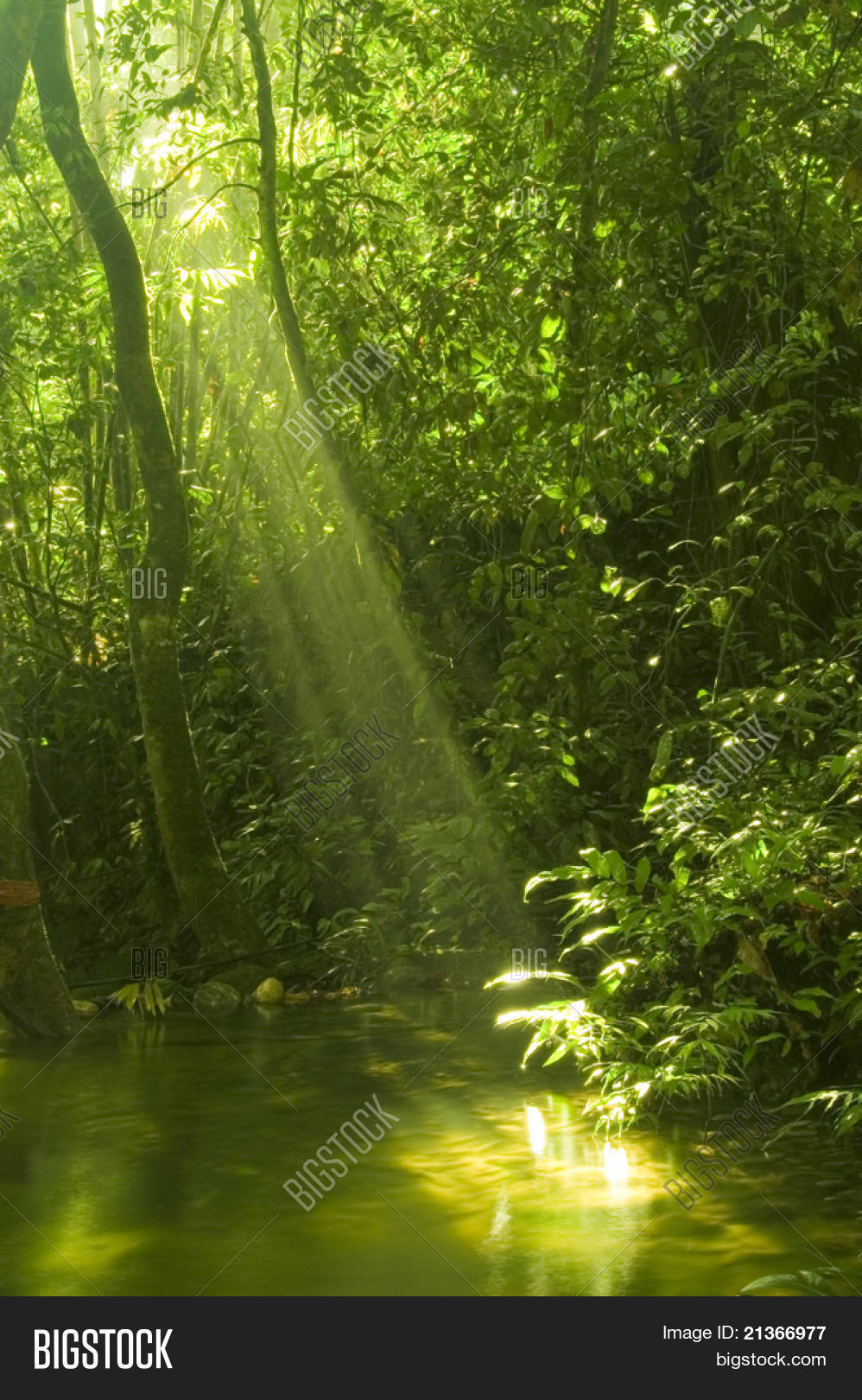Sunbeam Green Forest Image & Photo (Free Trial) | Bigstock