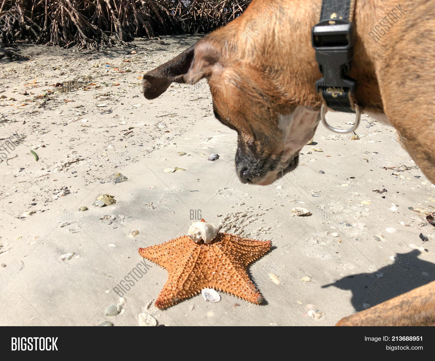 Dog Playing Starfish ( Image & Photo (Free Trial) | Bigstock