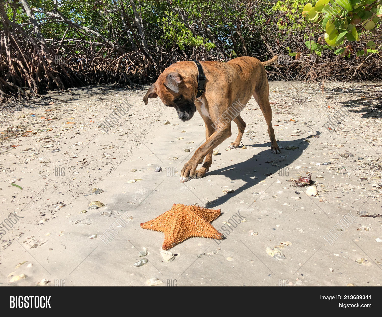 Dog Playing Starfish ( Image & Photo (Free Trial) | Bigstock