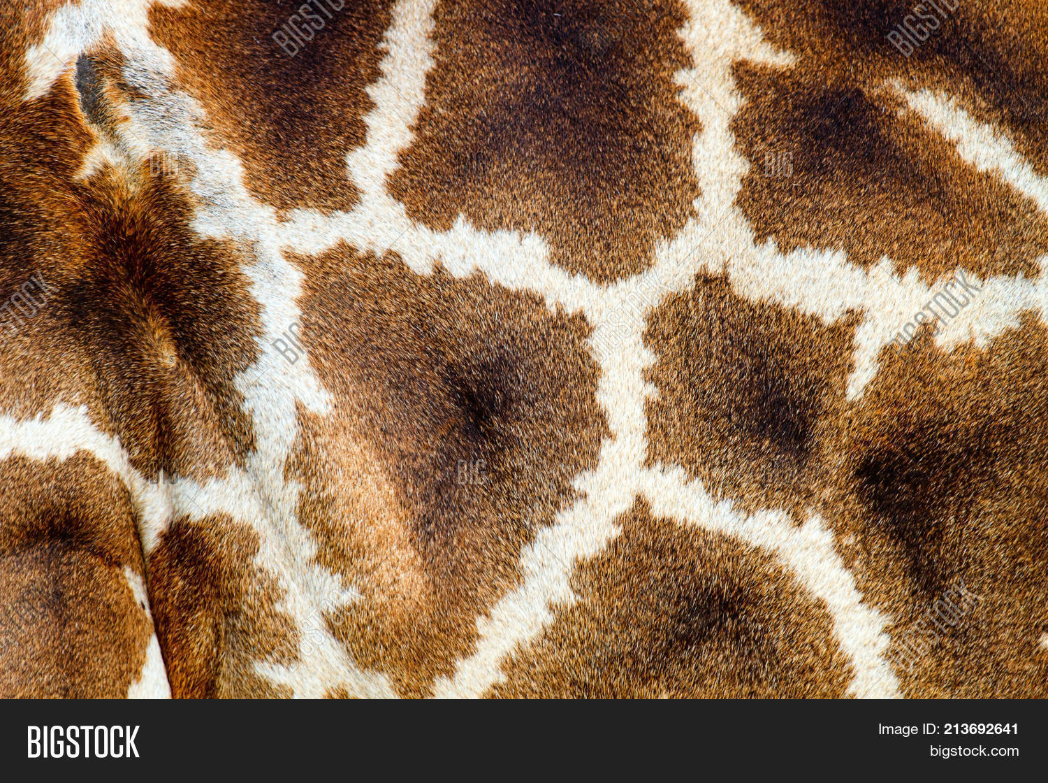 Close Giraffe Skin Image & Photo (Free Trial) | Bigstock