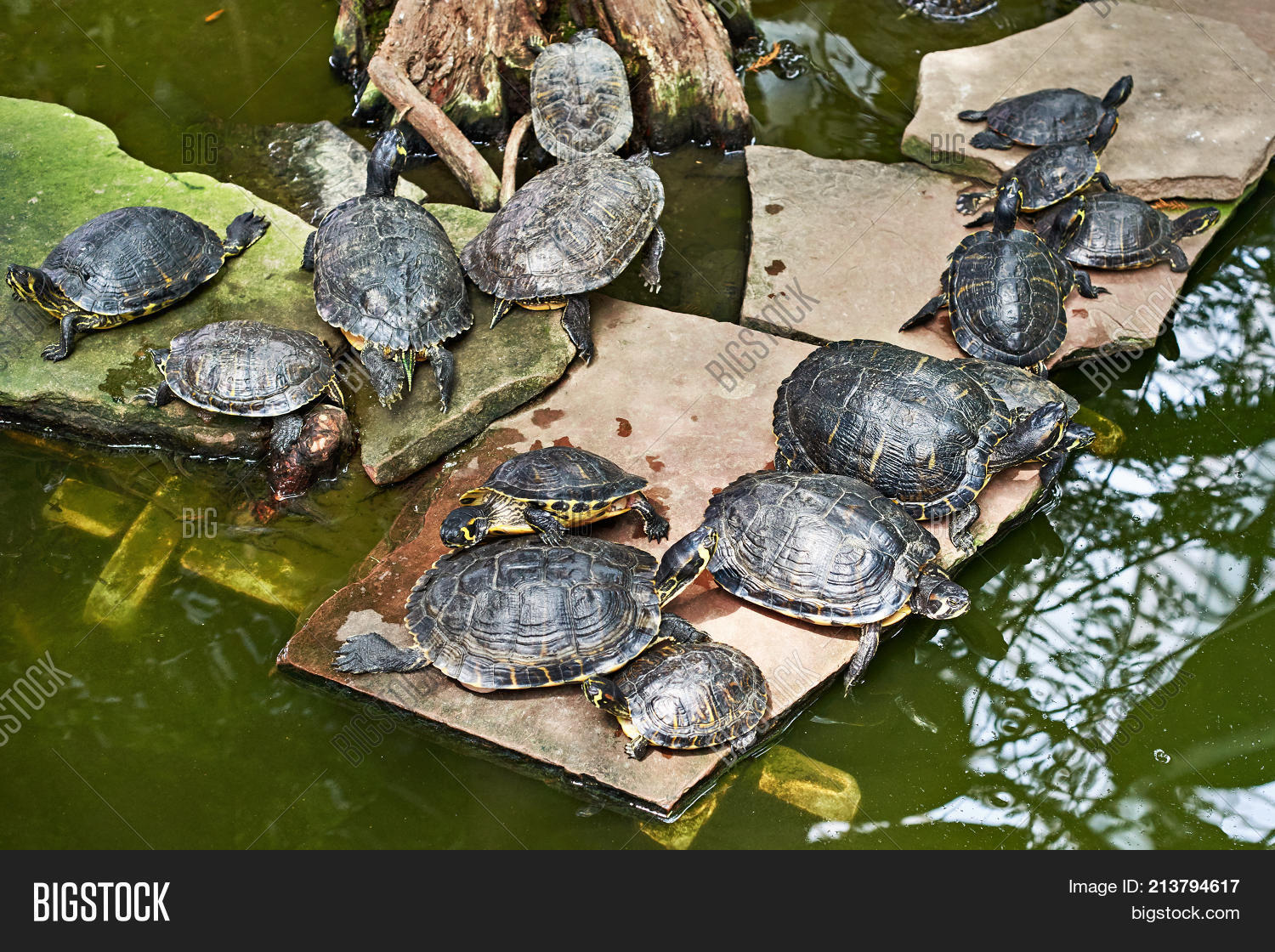 Pond Red-eared Slider Image & Photo (Free Trial) | Bigstock
