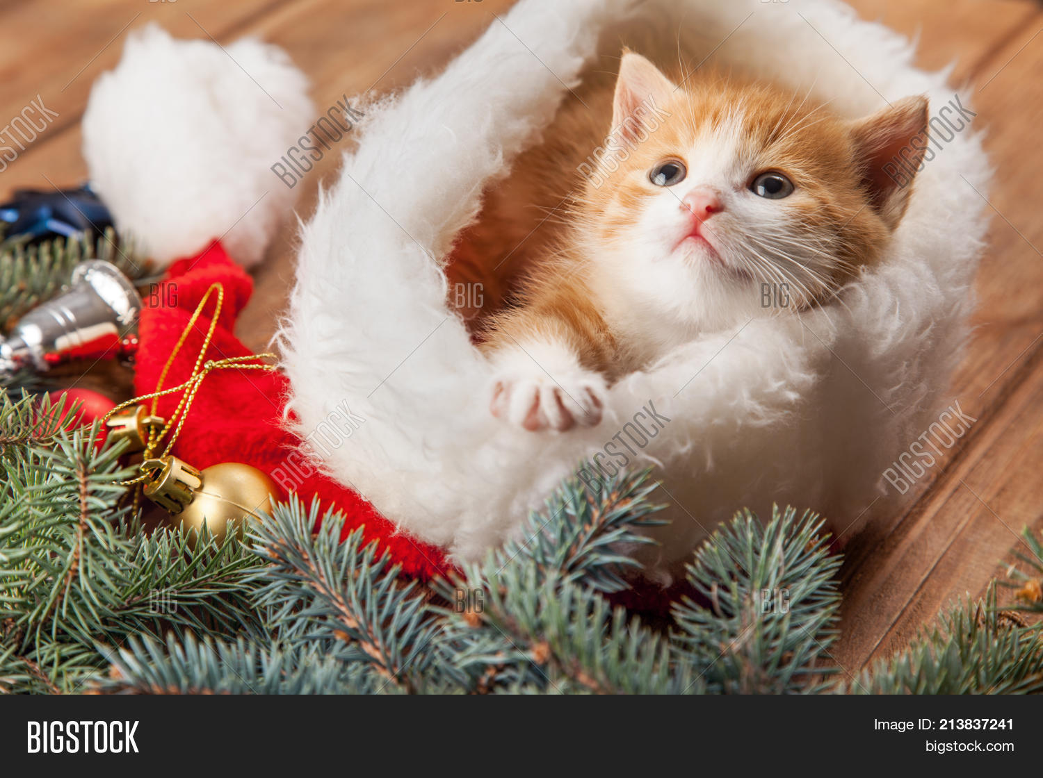 Ginger Kitten Santa Image & Photo (Free Trial) | Bigstock