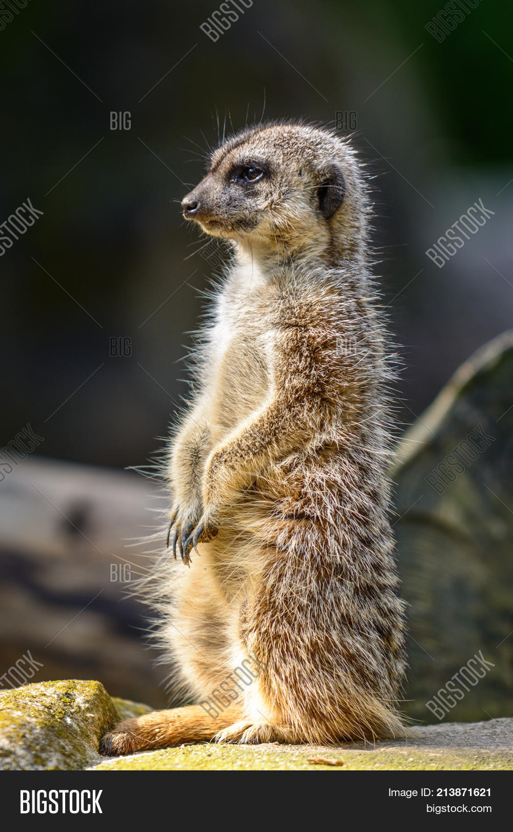Nice Sitting Meerkat Image & Photo (Free Trial) | Bigstock