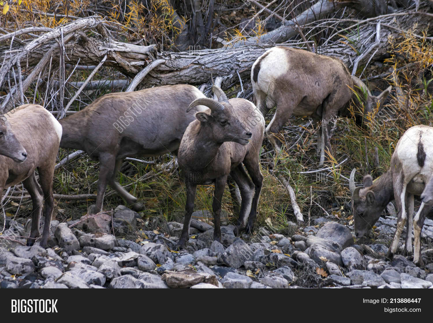 Imagen y foto Wild Snow Sheep (prueba gratis) | Bigstock