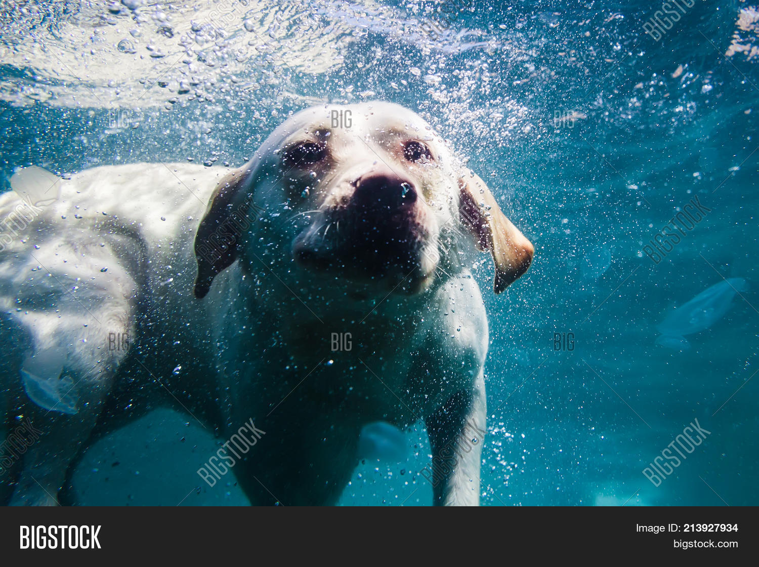 Playful Labrador Puppy Image & Photo (Free Trial) | Bigstock