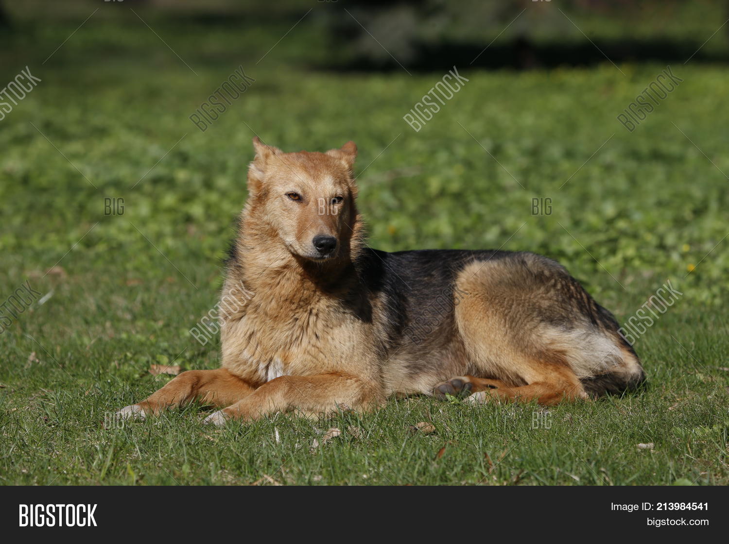 Big Dog Lying On Grass Image & Photo (Free Trial) | Bigstock
