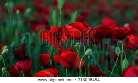 Red Poppies Images, Illustrations, Vectors - Red Poppies Stock Photos ...