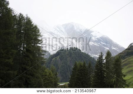 Alpine Tree Forest On Image & Photo (Free Trial) | Bigstock