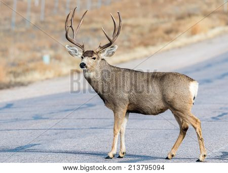 Large Mule Deer Image & Photo (Free Trial) | Bigstock