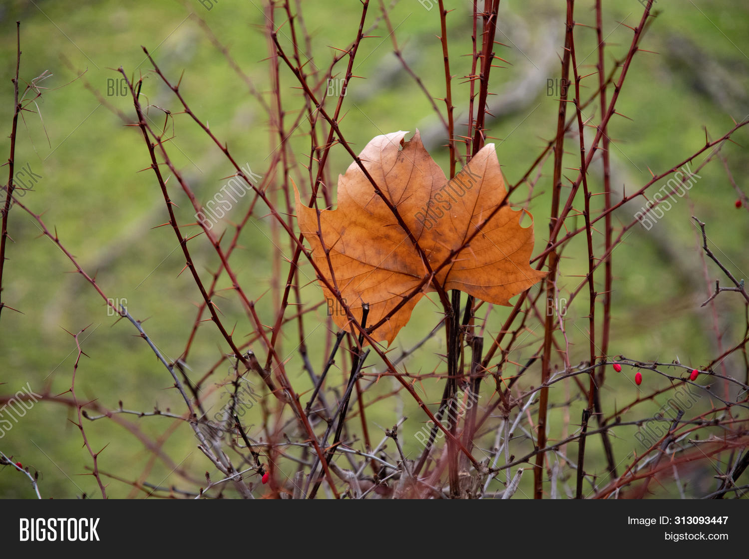 Bare Maple Tree