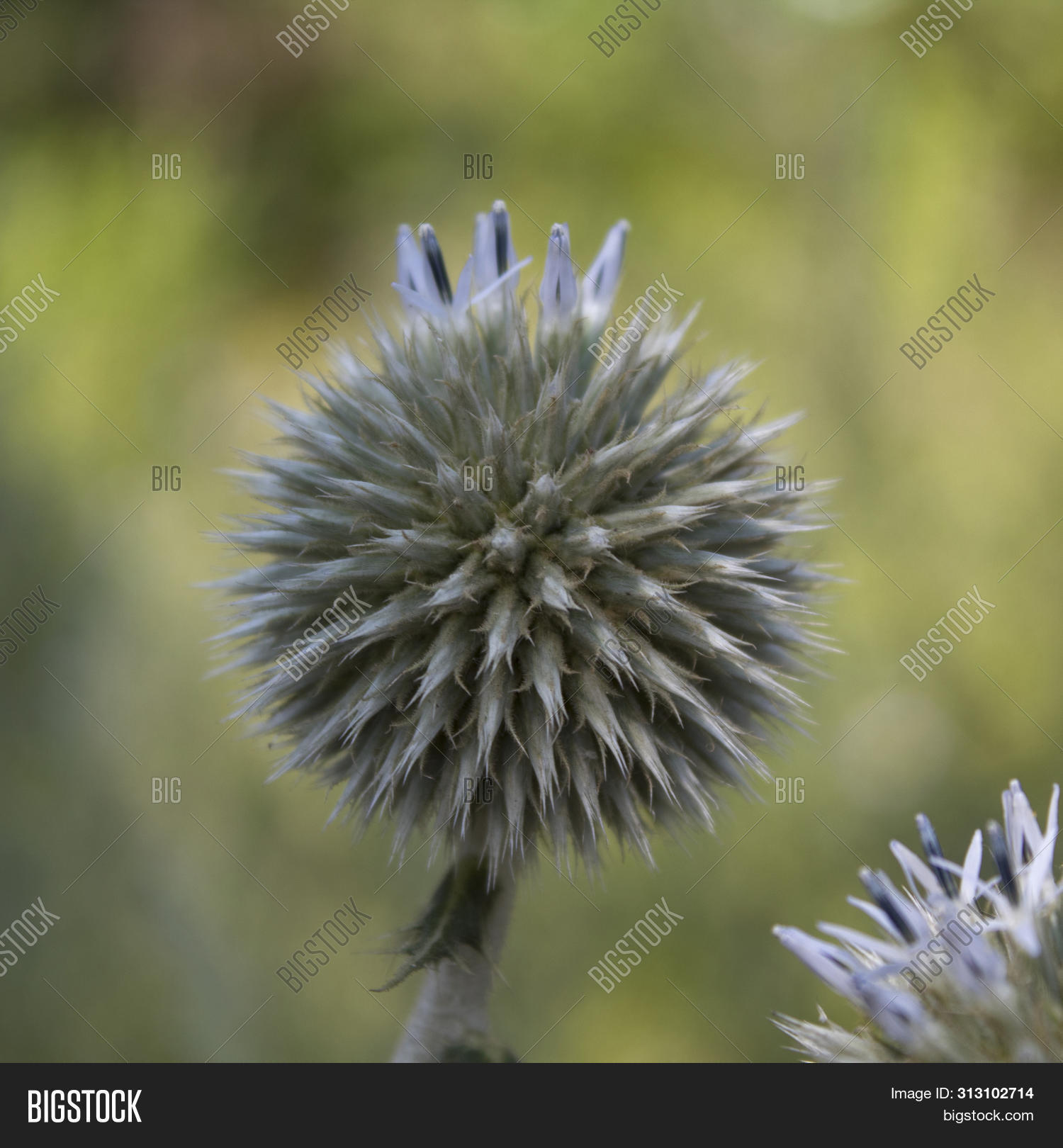 Globe Thistle Flower. Image & Photo (Free Trial) | Bigstock