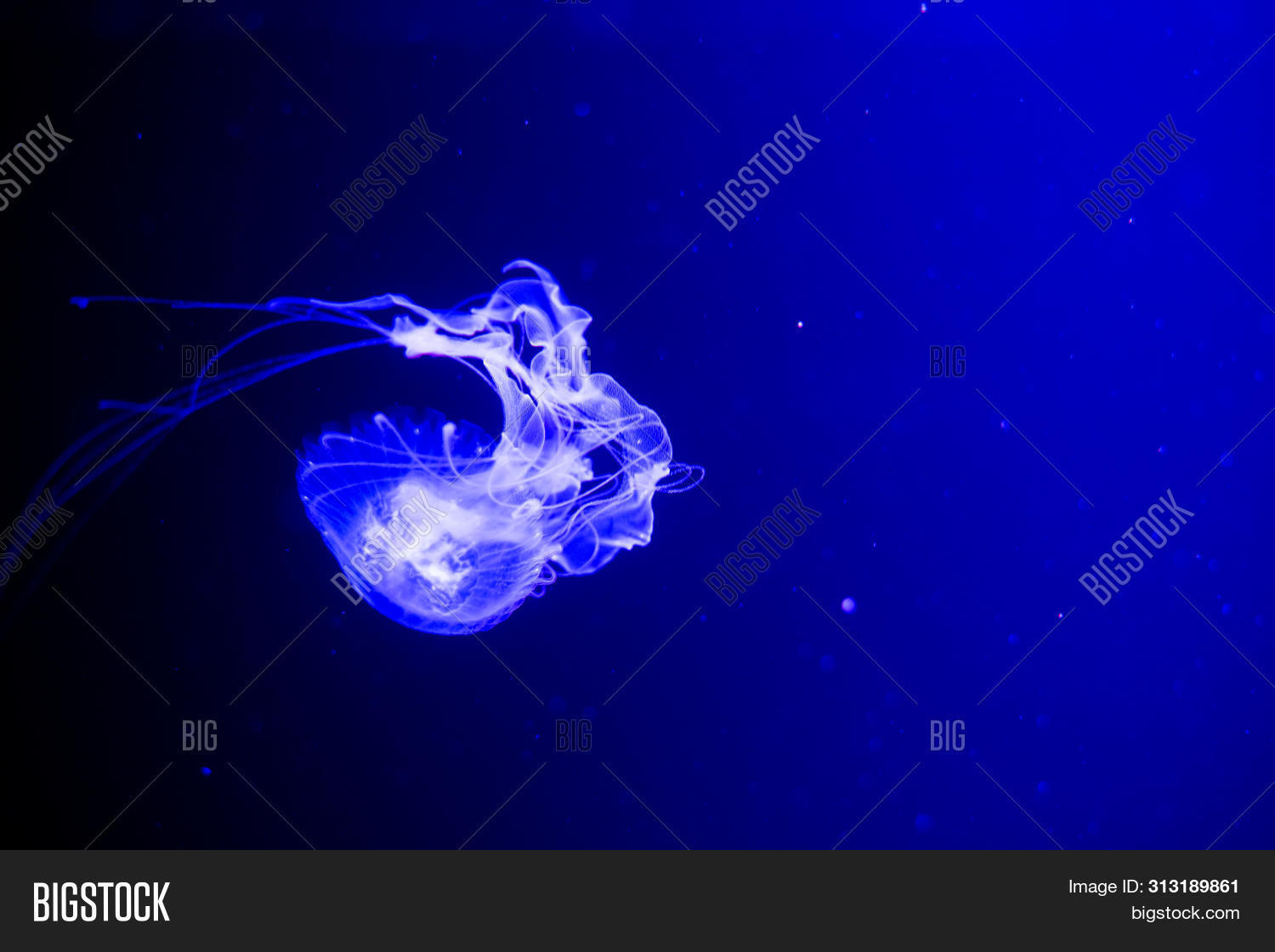 Fluorescent Jellyfish Image & Photo (Free Trial) | Bigstock