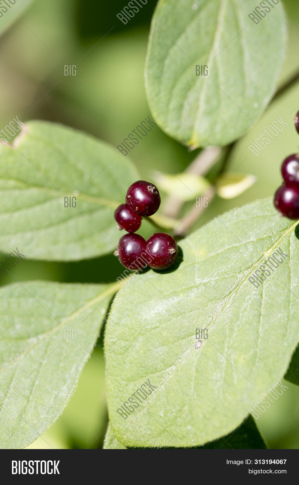 Wild Forest Fruits Image & Photo (Free Trial) | Bigstock