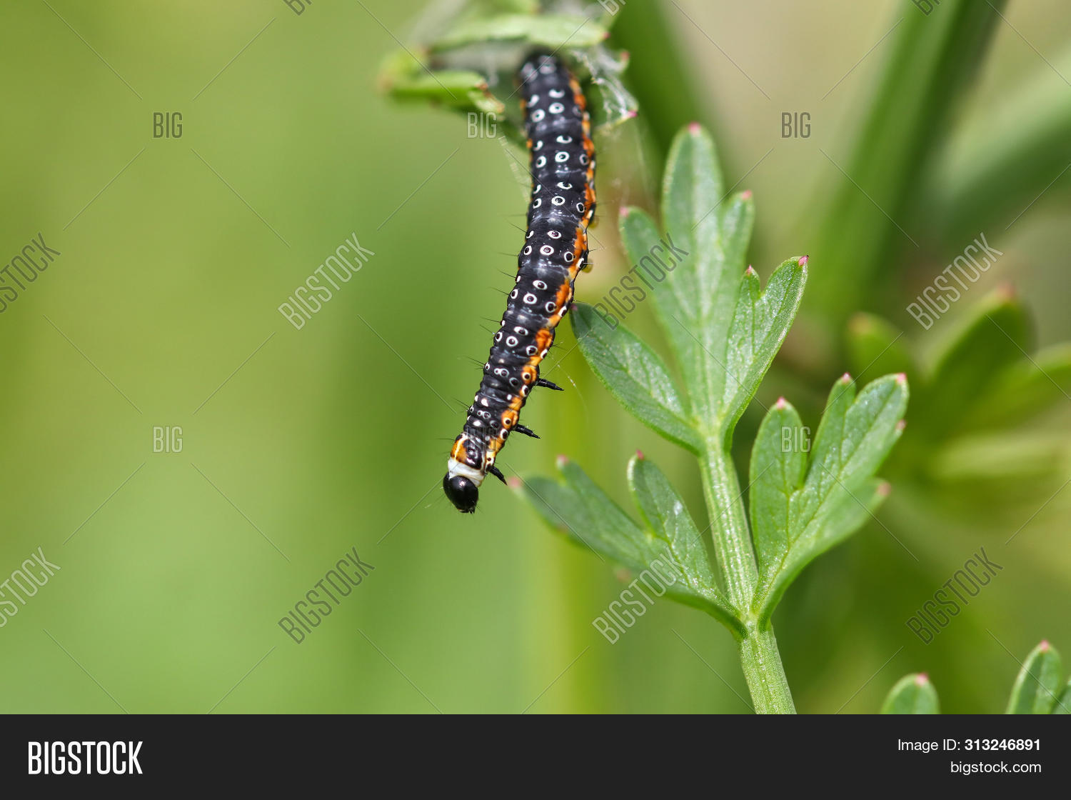 Sawfly Larvae Image & Photo (Free Trial) | Bigstock