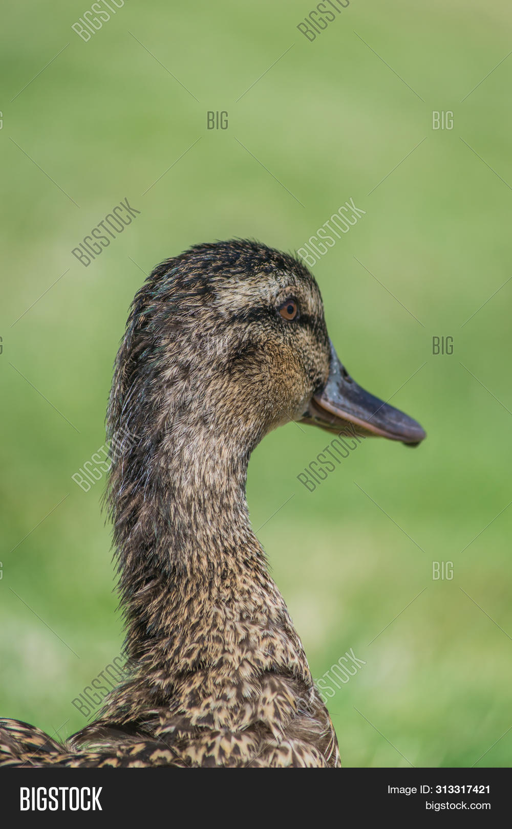 Close Duck Portrait. Image & Photo (Free Trial) | Bigstock