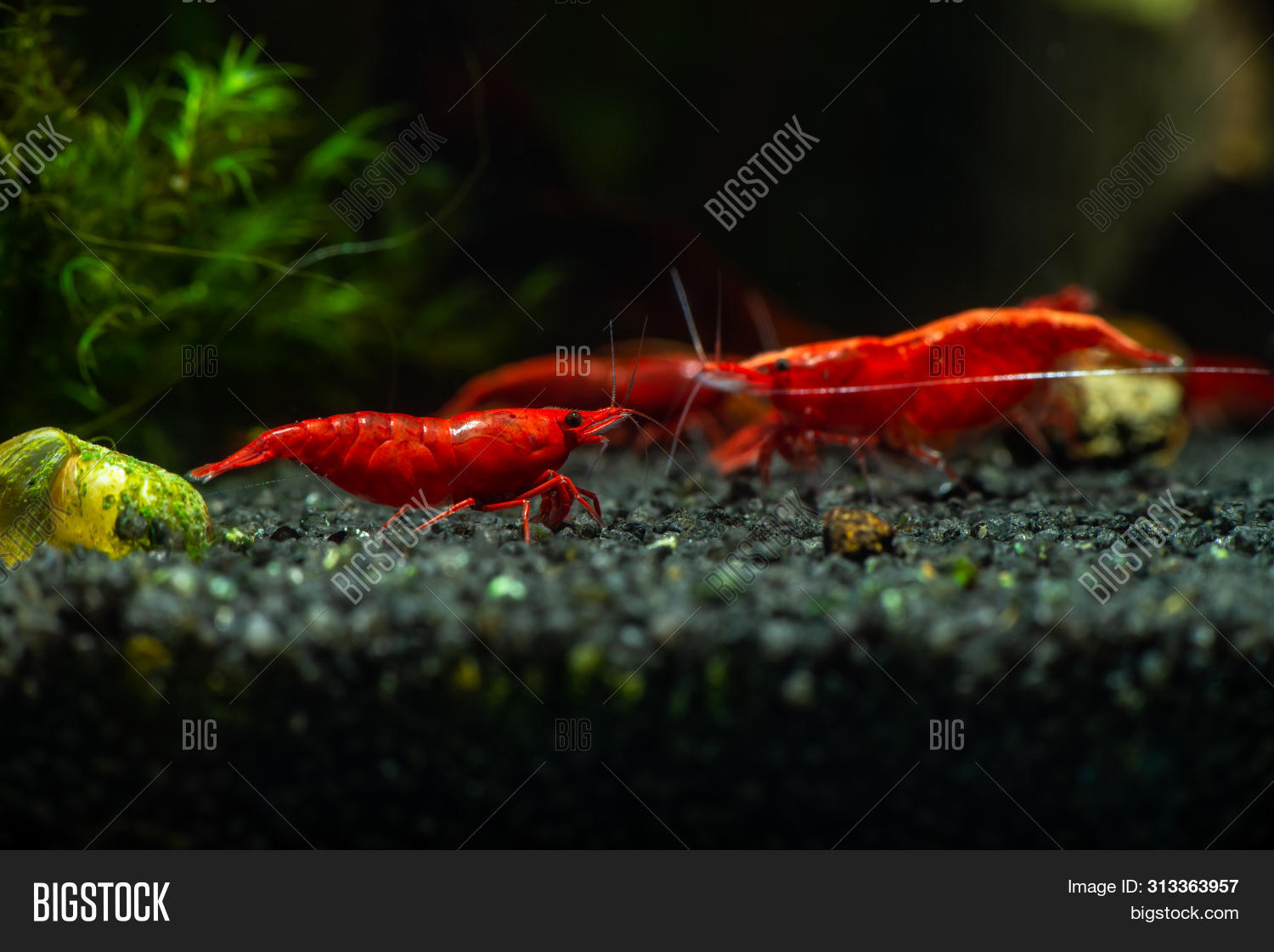 Red Neocaridina Shrimp Image & Photo (Free Trial) | Bigstock
