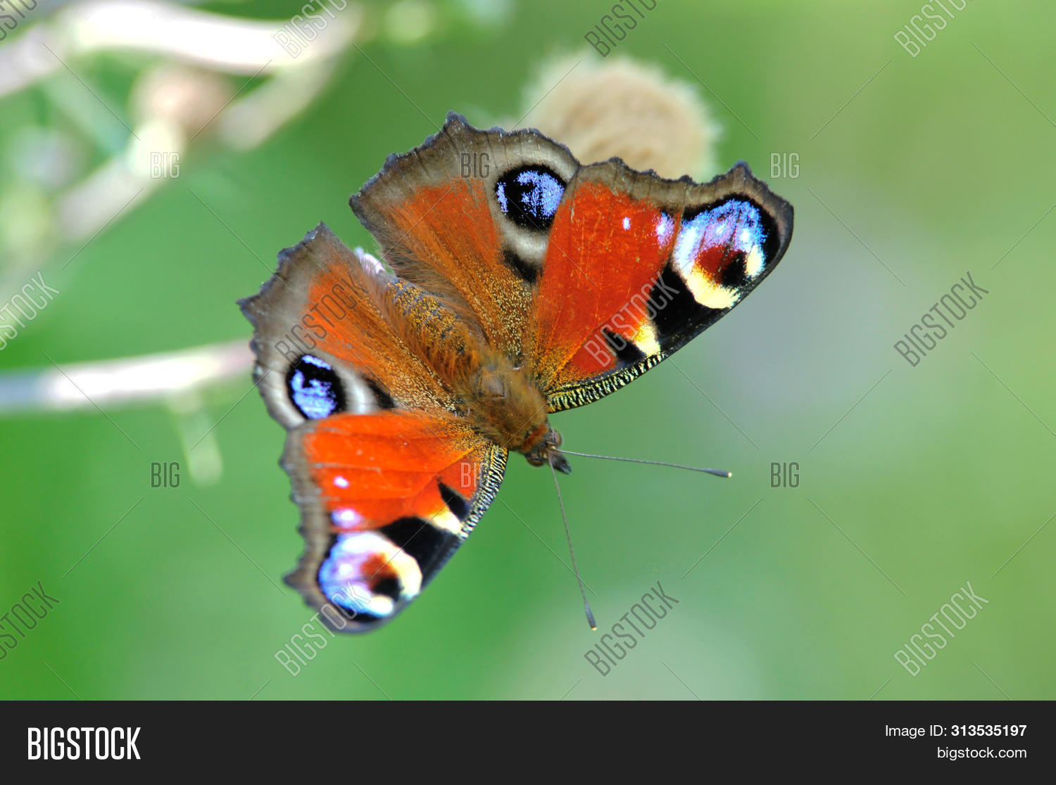 European Peacock ( Image & Photo (Free Trial) | Bigstock