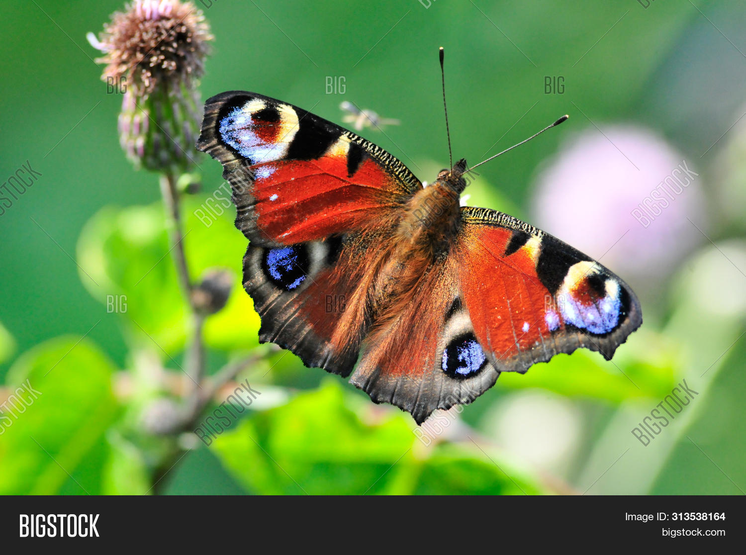 European Peacock ( Image & Photo (Free Trial) | Bigstock