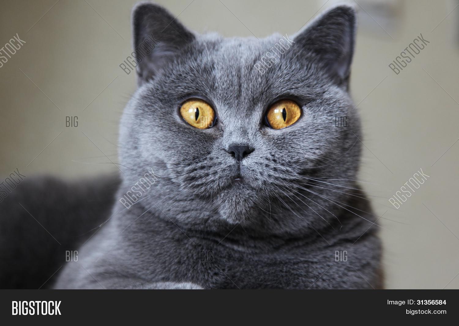 Lady Cat Image & Photo (Free Trial) | Bigstock