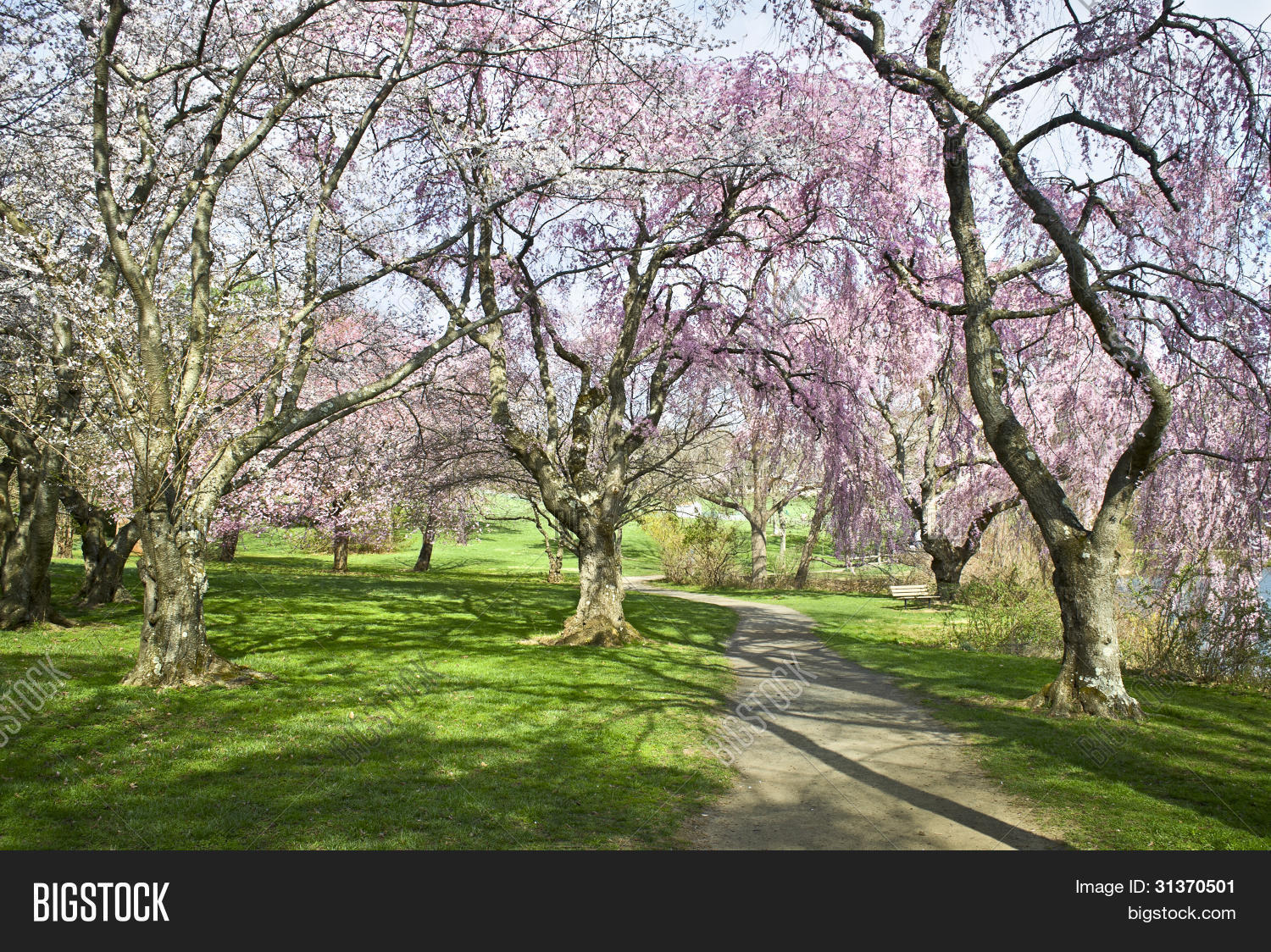 Spring Path Park Image & Photo (Free Trial) | Bigstock