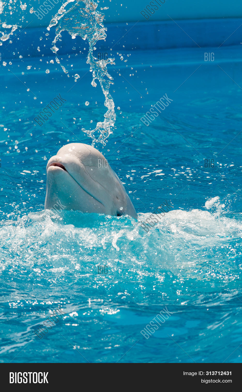 Friendly Beluga Whale Image & Photo (Free Trial) | Bigstock
